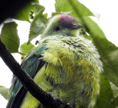 Subspecies Ptilinopus rarotongensis goodwini · iNaturalist