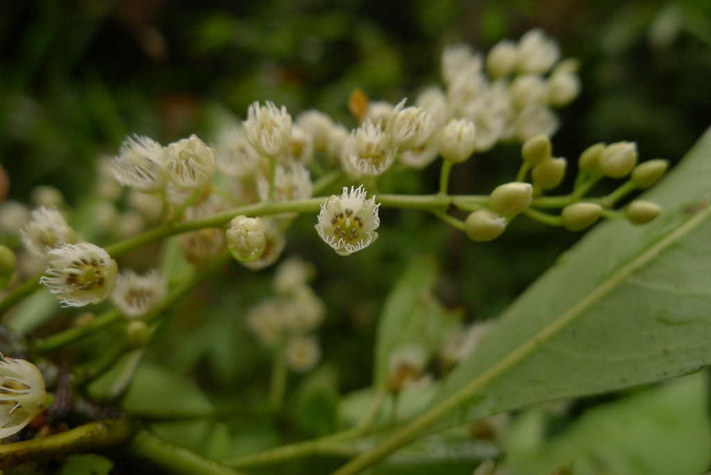 Elaeocarpus sylvestris - plant details - WorldFloraDB