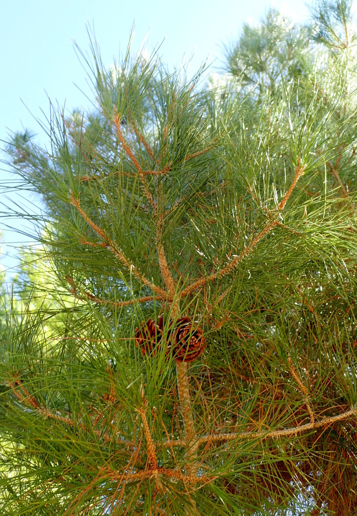 Afghan Pine (Pinus brutia eldarica) - Botanical Realm