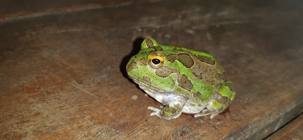 Chaco Horned Frog from Loma Verde, Paraguay on December 1, 2019 at 02: ...