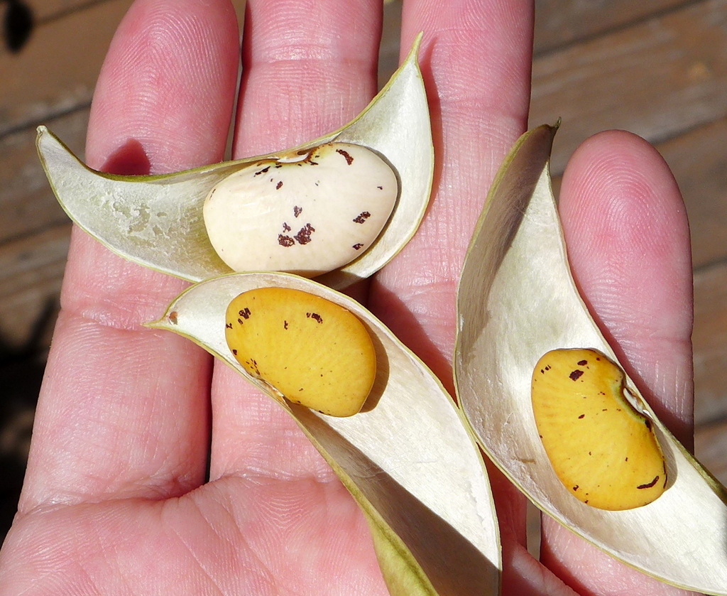 Lima Bean (Phaseolus lunatus) - Botanical Realm