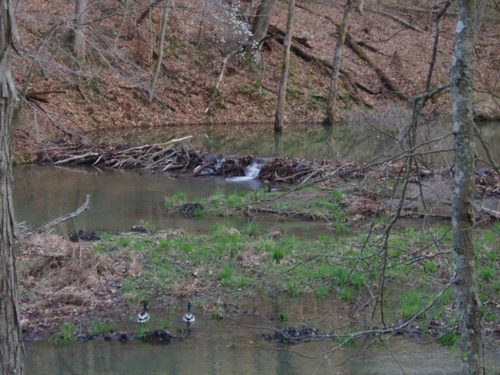 American Beaver from Jackson County, OH, USA on April 17, 2006 at 06:22 ...