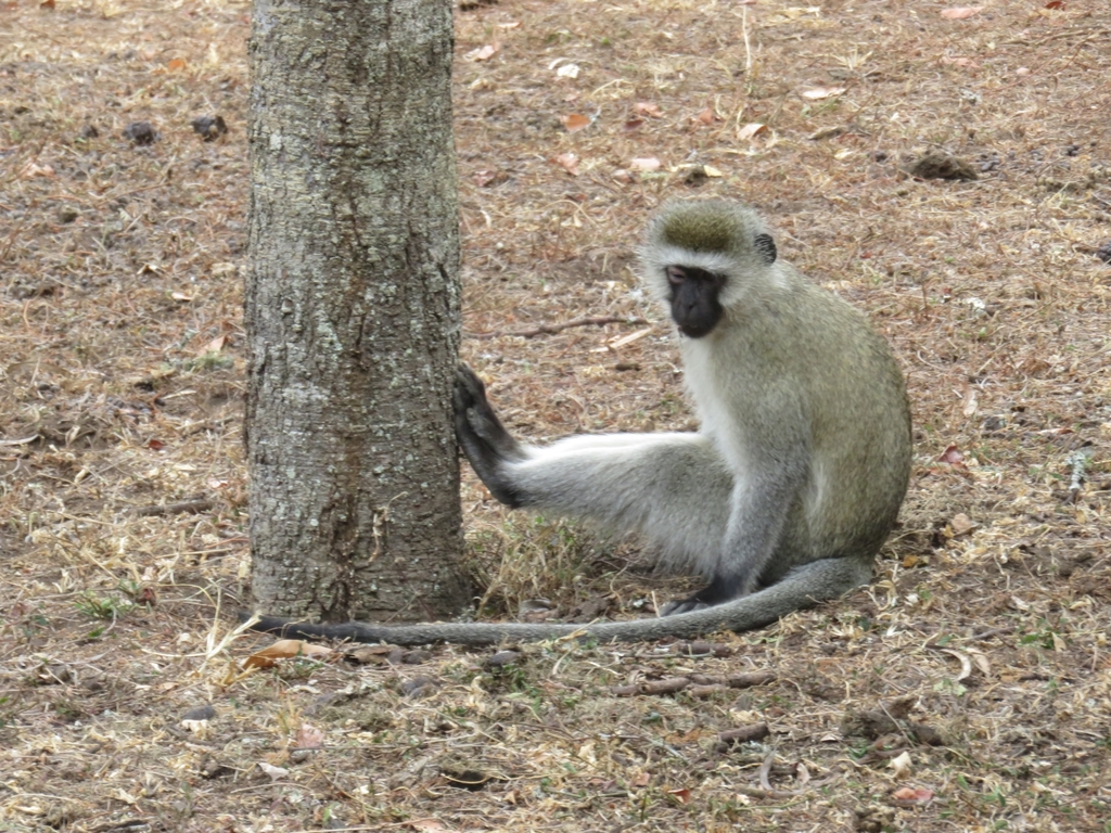 Vervet Monkey (Chlorocebus pygerythrus) - Know Your Mammals