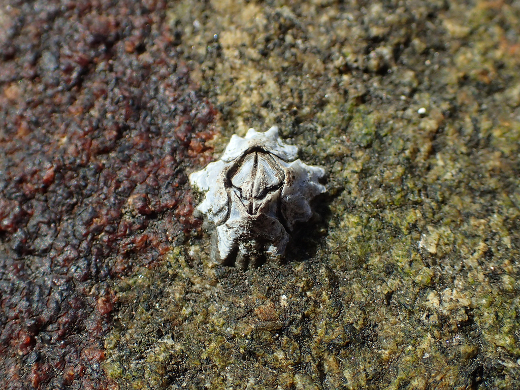 Beaked Barnacle from Finistère, Bretagne, FR on October 29, 2020 at 12: ...