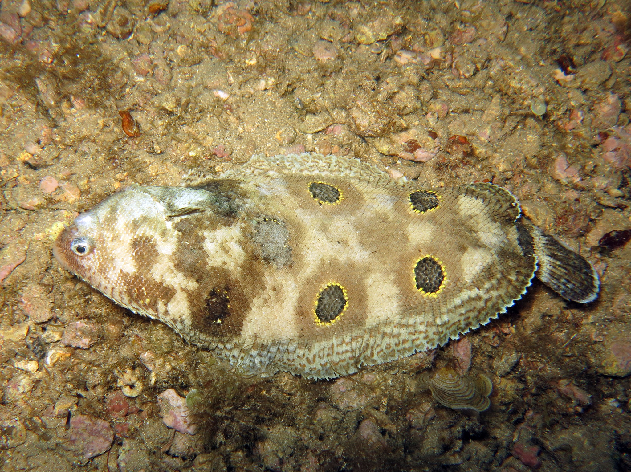 Microchirus ocellatus (Linnaeus, 1758)