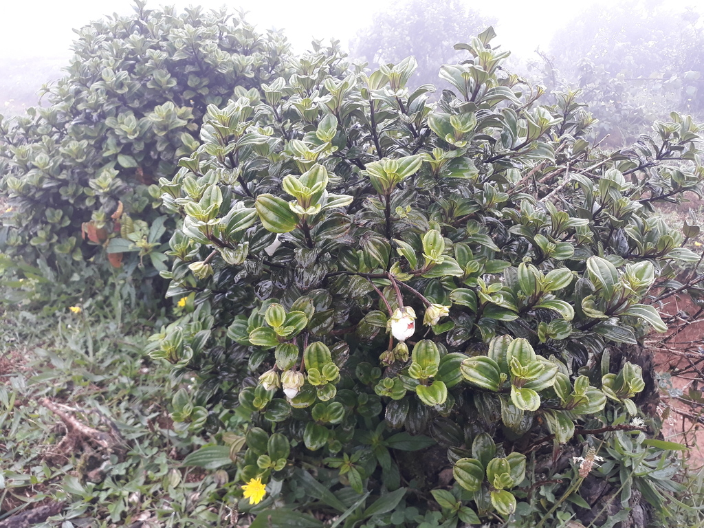Meriania from Oeste, Haití on May 28, 2019 at 02:12 PM by Jardin ...