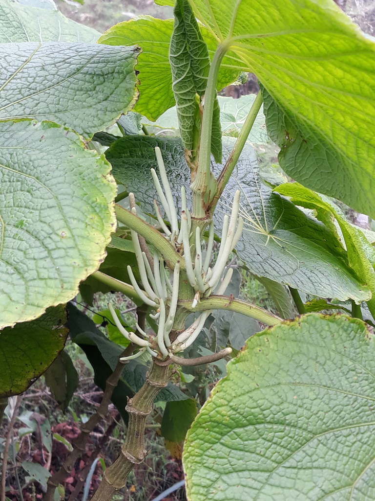 pariparoba from Oeste, Haití on May 29, 2019 at 12:27 PM by Jardin ...