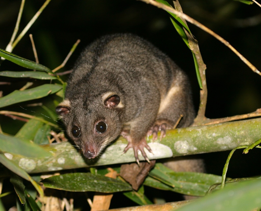 Northern Common Cuscus (Phalanger orientalis) - Know Your Mammals