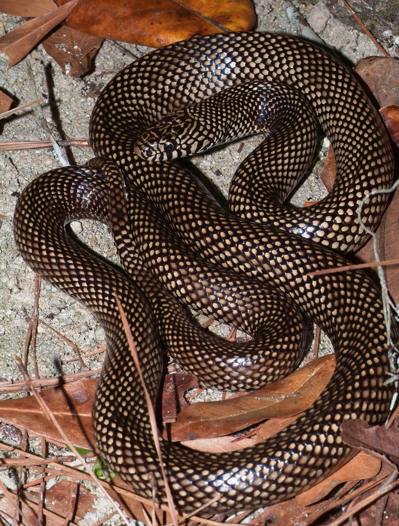 Eastern Kingsnake in April 2009 by bobzappalorti. AOR in Tate's Hell ...