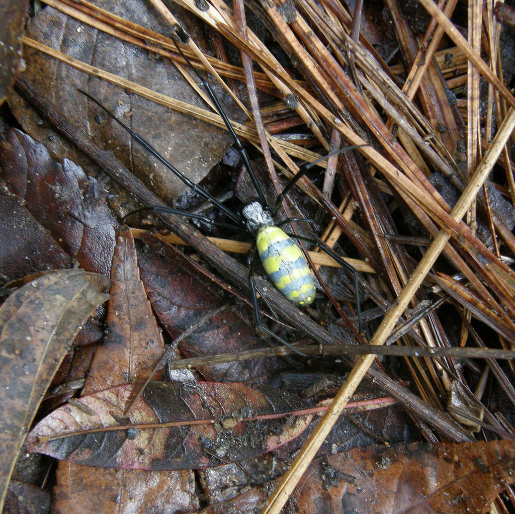 Joro Spider from Winder, GA 30680, USA on November 12, 2020 by Joan ...