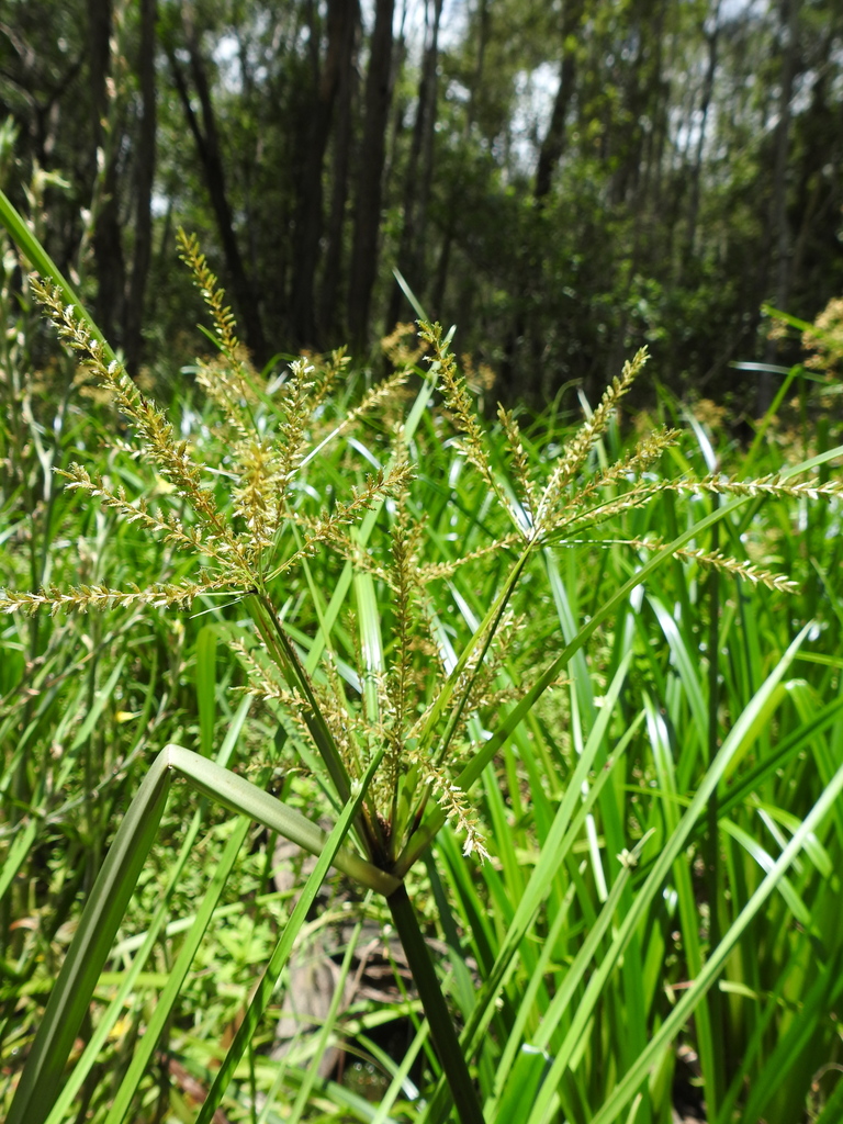 Giant Sedge from Talegalla Weir QLD 4650, Australia on January 12, 2021 ...