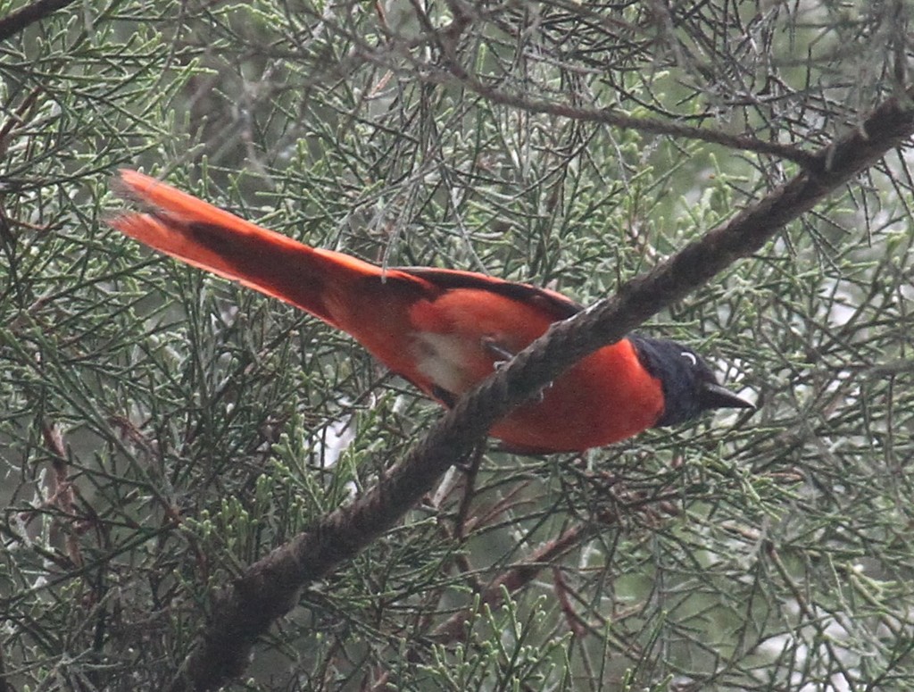 Sunda Minivet from Cianjur Regency, West Java, Indonesia on July 25 ...