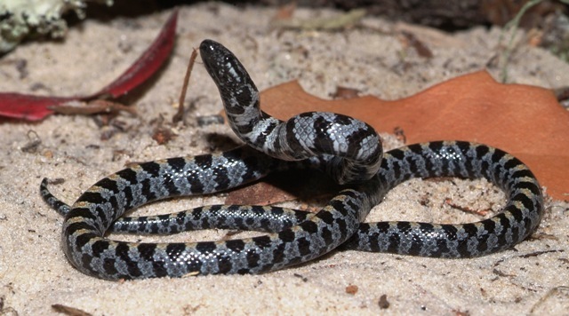 Short-tailed Snake in December 2008 by bobzappalorti · iNaturalist