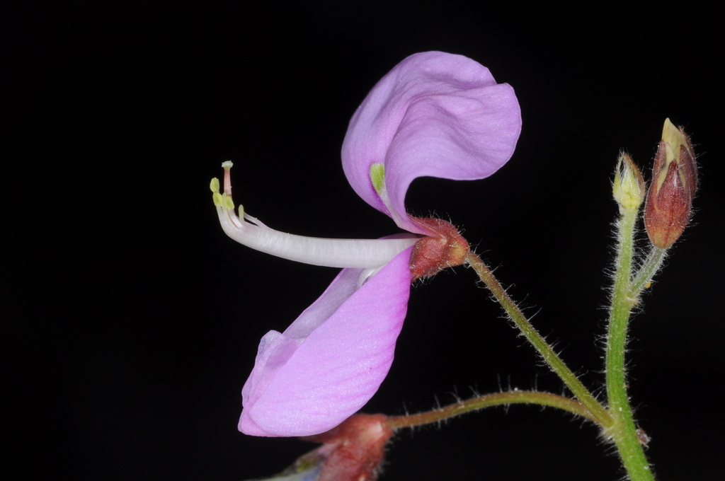 Desmodium uncinatum (FLORA NATIVA DE GOYA) · iNaturalist