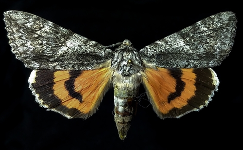 Catocala orion · iNaturalist