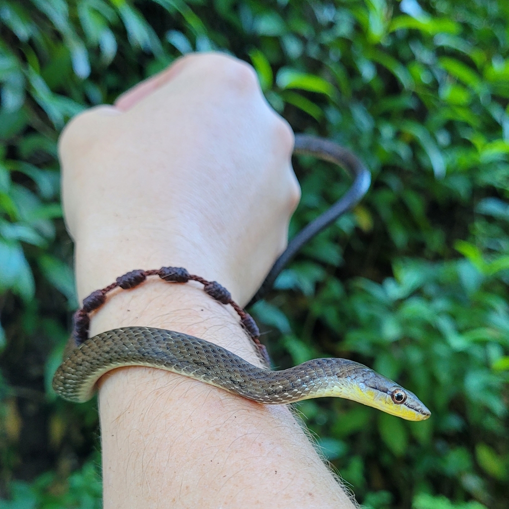 Puerto Rican Racer (Borikenophis portoricensis) - Snakes and Lizards
