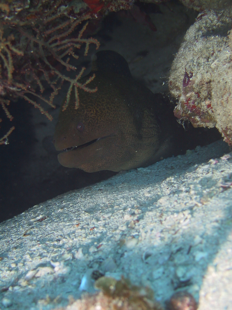 Giant Moray from Mont-Dore, NC-SU, NC on October 18, 2002 at 07:45 AM ...