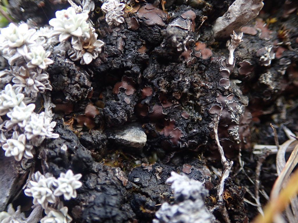 Blushing Scale in January 2021 by Marley Ford. Local in the limestone ...