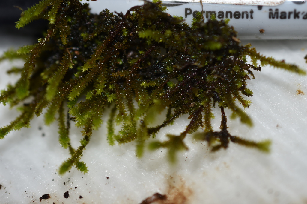 smooth hook moss from West Feliciana Parish, LA, USA on January 7, 2021 ...