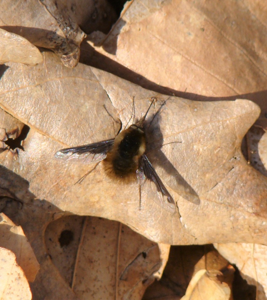 Greater Bee Fly from Johnson Woods State Nature Preserve, 13240 Fox ...