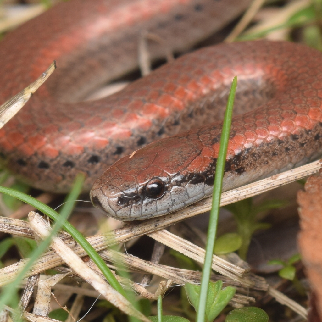 Sharp-tailed Snake (Contia tenuis) - Snakes and Lizards