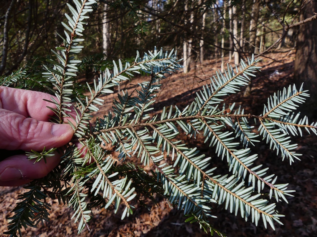 eastern hemlock in January 2021 by Rob Curtis · iNaturalist