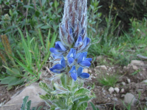 Lupinus lanatus · iNaturalist