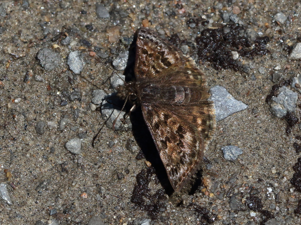 Mottled Duskywing (Denver-Boulder Metro Area: Butterflies and Moths ...