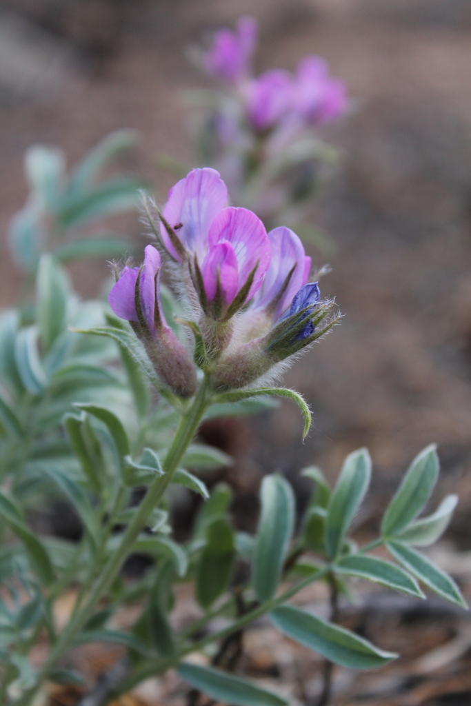 Locoweed (Fabaceae (Pea) of the Pacific Northwest) · iNaturalist