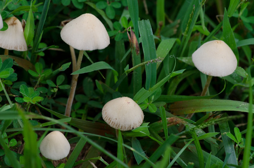white dunce cap (Conocybe albipes) · iNaturalist
