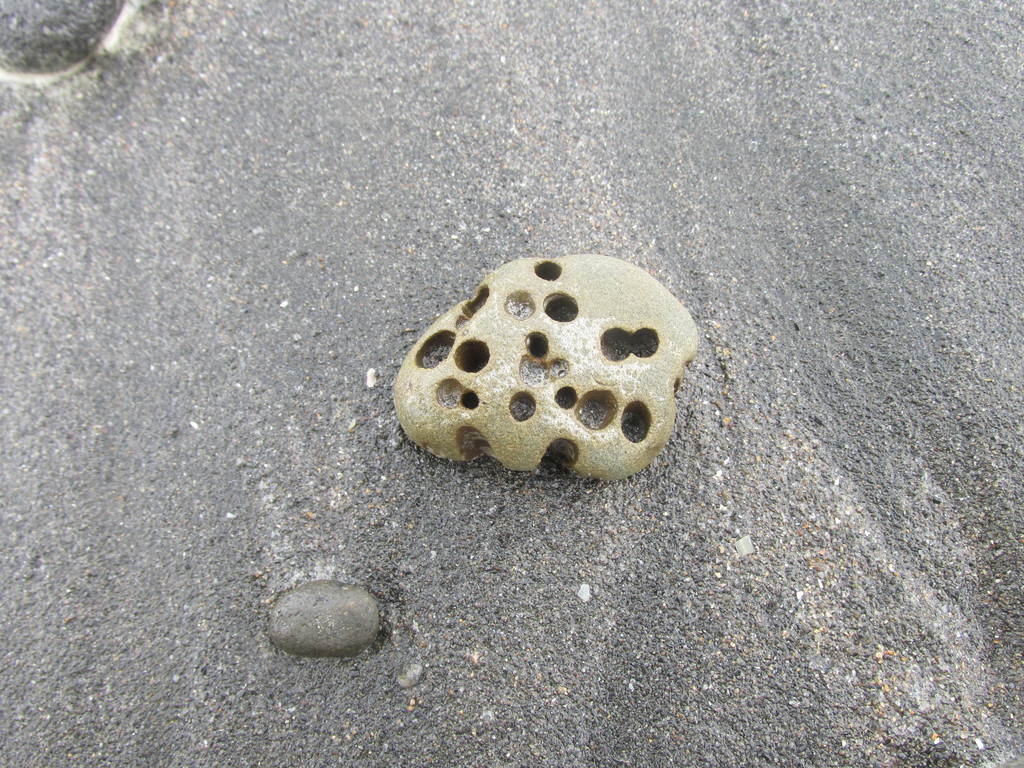 Piddocks and Angelwings from Mimi, New Zealand on January 03, 2021 at ...