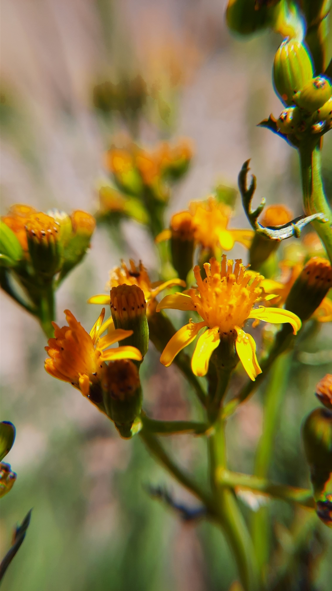 Senecio eruciformis J.Rémy