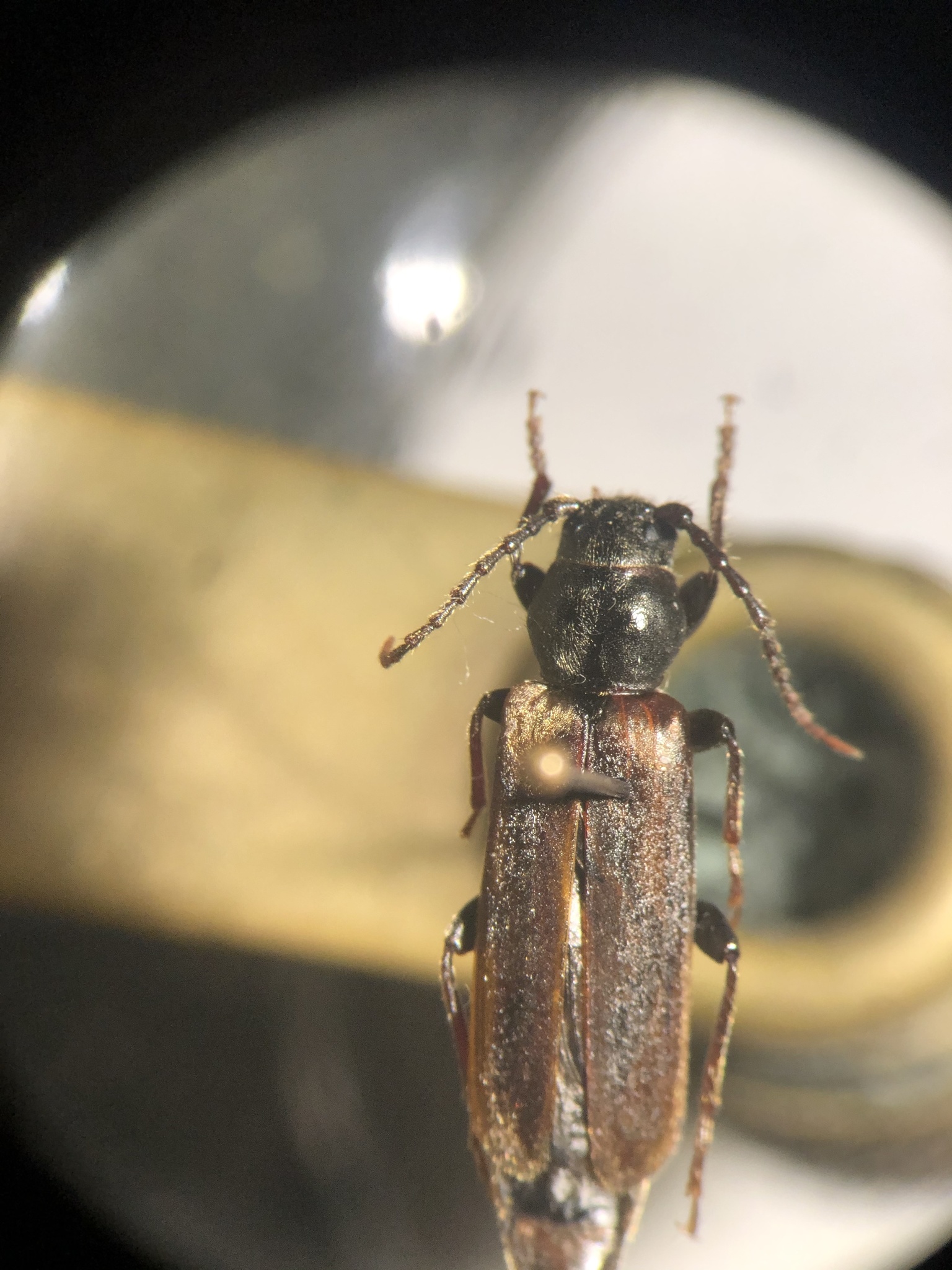 Tetropium cinnamopterum Kirby, 1837