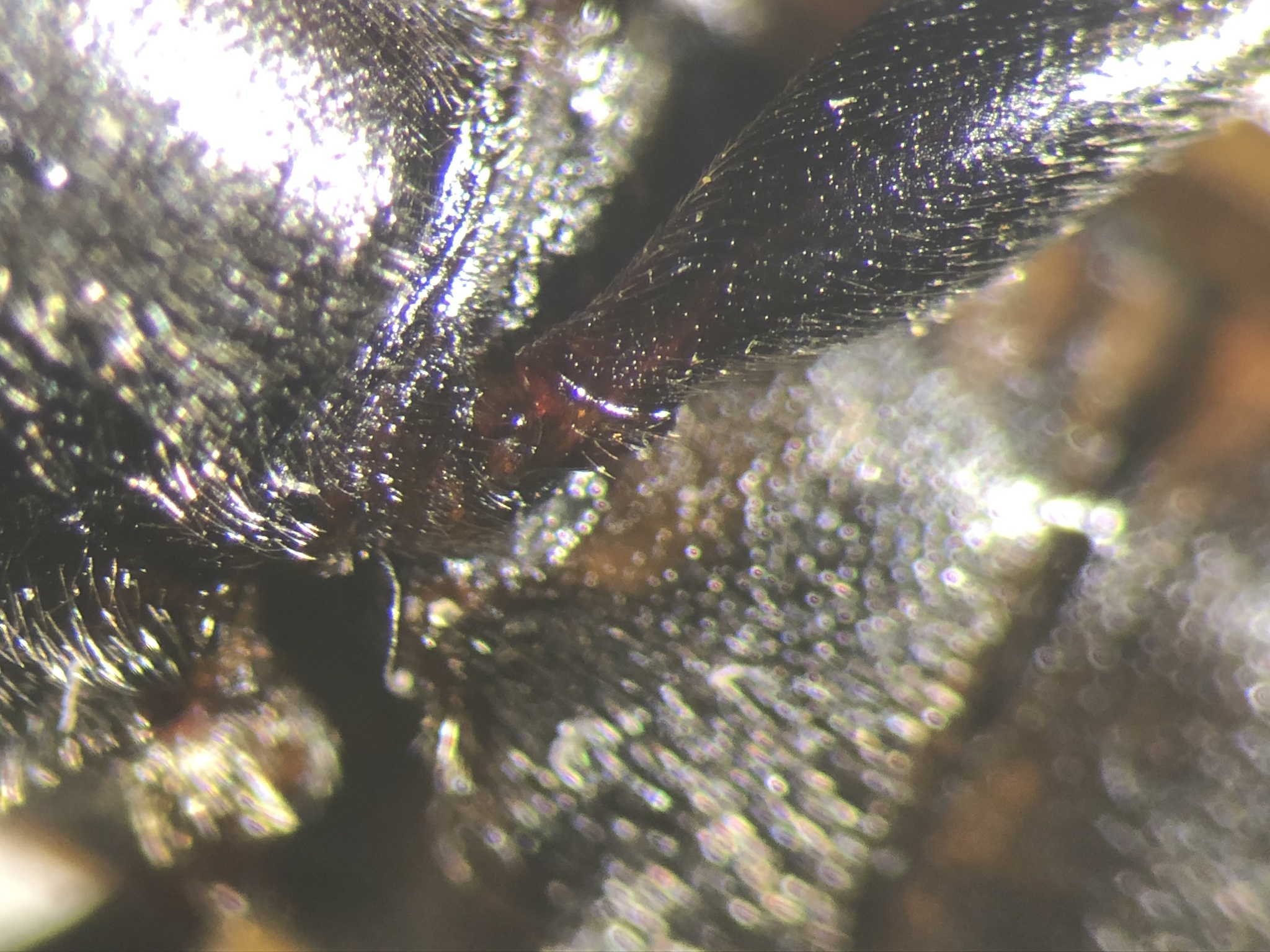 Tetropium cinnamopterum Kirby, 1837