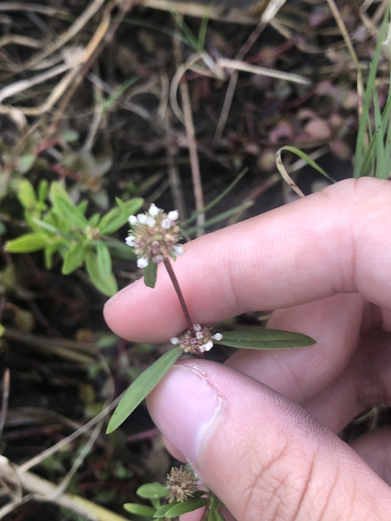 shrubby false buttonweed from SR-29, Moore Haven, FL, US on January 12 ...