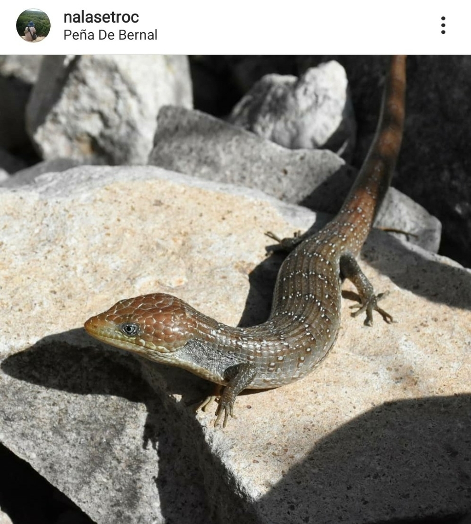 Texas Alligator Lizard from Peña de Bernal on December 2, 2018 by Alan ...