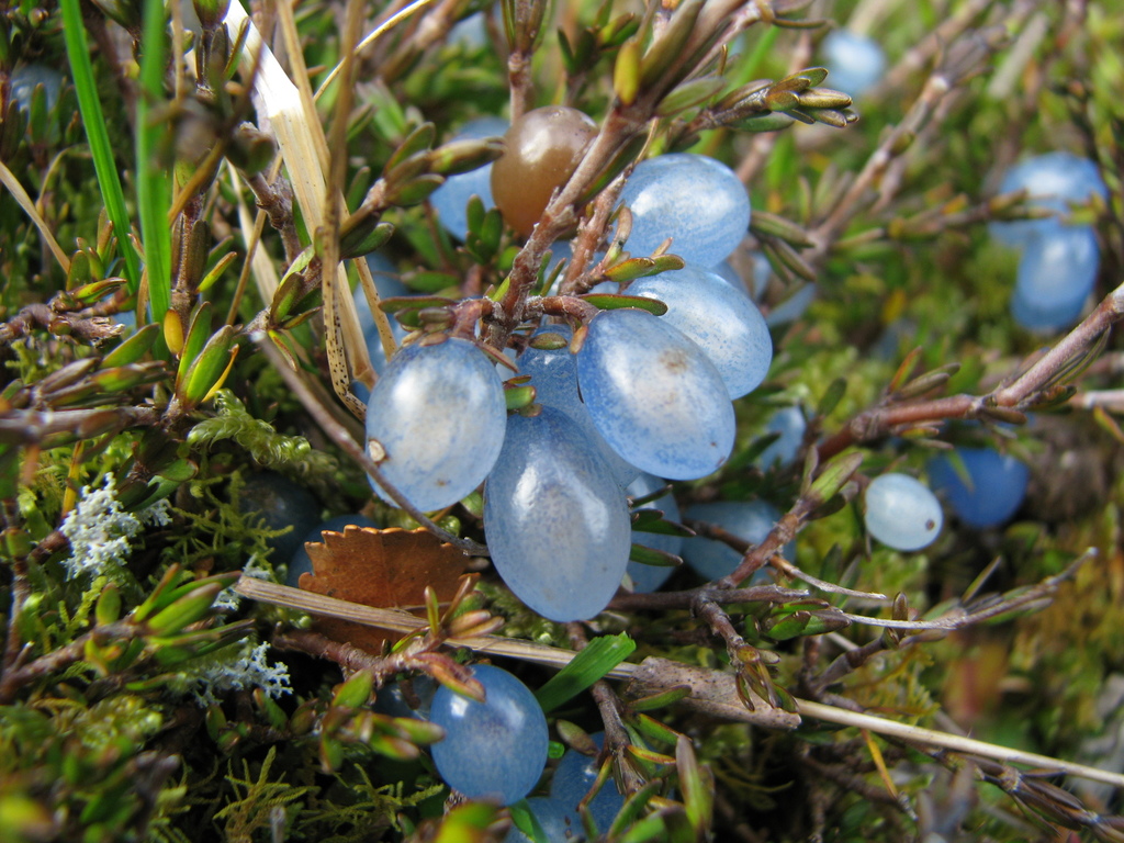 Coprosma brunnea from Lake Sumner Forest Park, New Zealand on April 21 ...