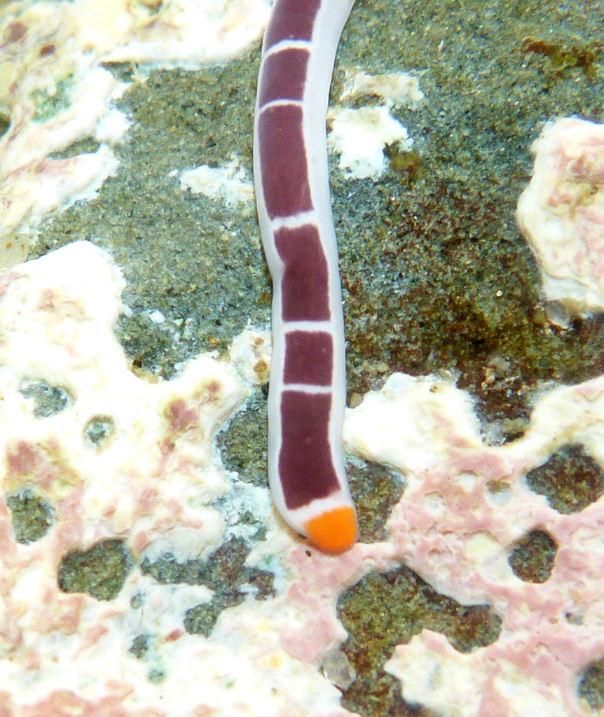 Reticulated Purple Ribbon Worm from San Mateo County, CA, USA on ...