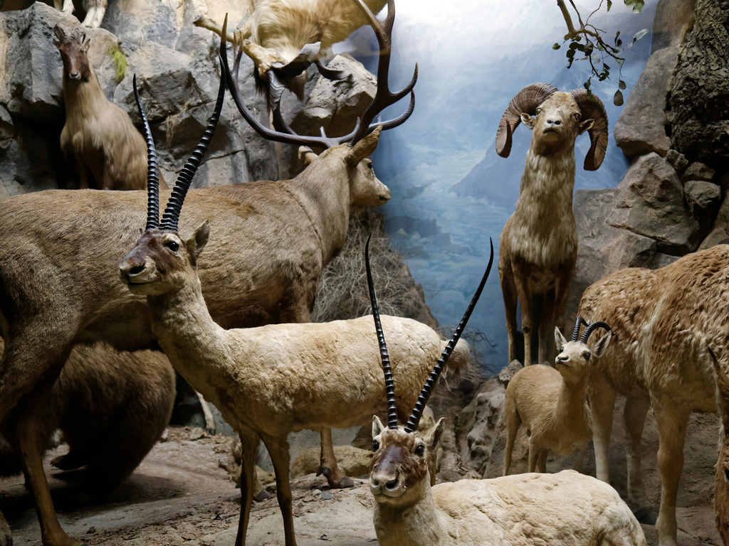 Chiru (Pantholops hodgsonii) - Know Your Mammals