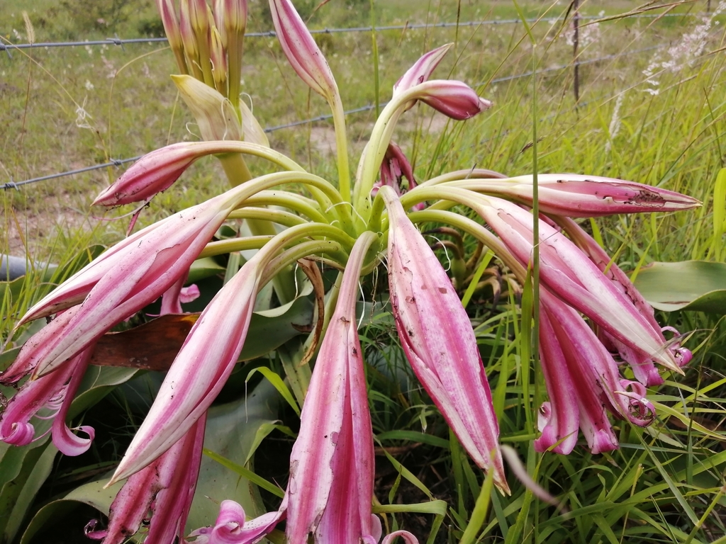 Candystripe Swamplily from Morebeng, South Africa on December 28, 2020 ...