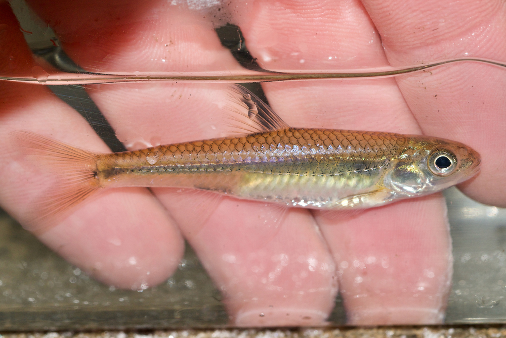 Sand Shiner (Kentucky Freshwater Species) · iNaturalist