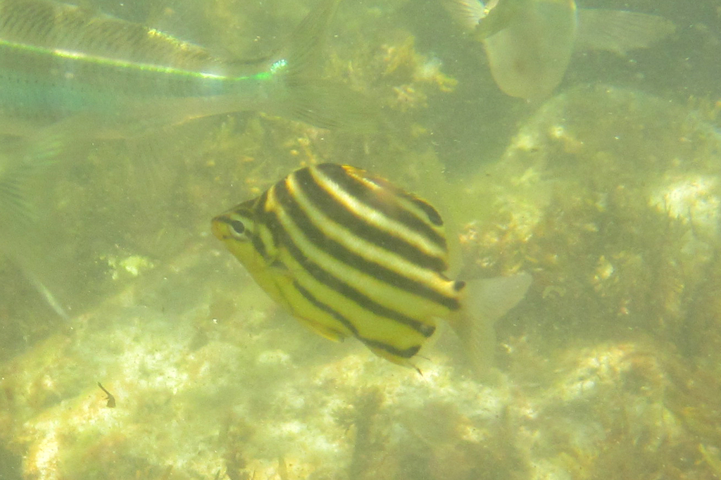 Stripey from Mettams Pool, North Beach WA on December 14, 2015 at 11:58 ...