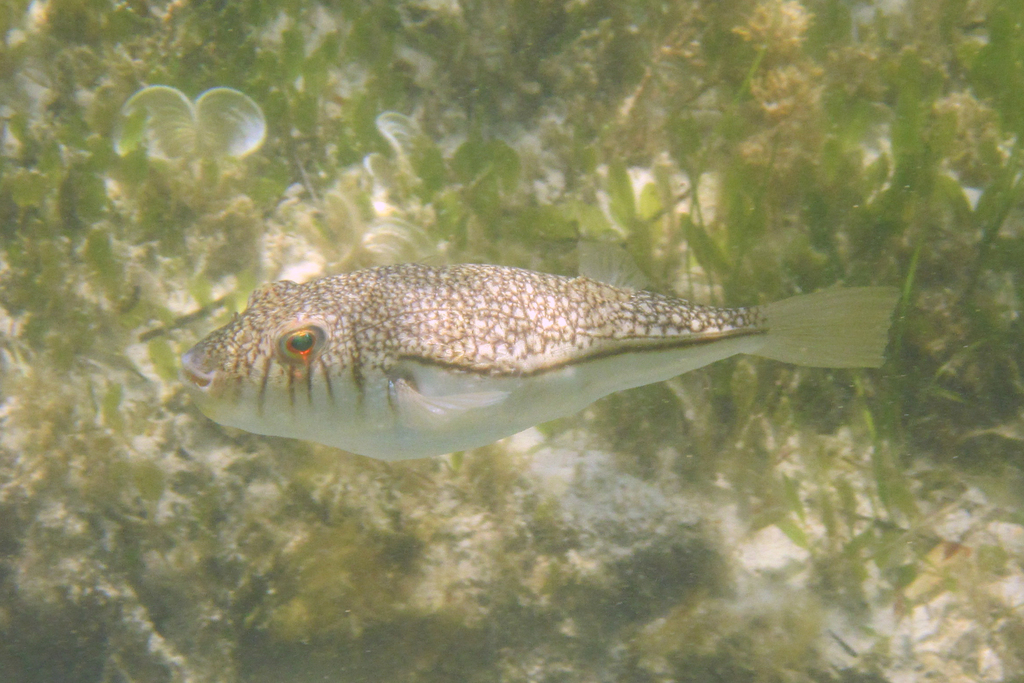 Weeping Toadfish from Mettams Pool, North Beach WA on December 14, 2015 ...