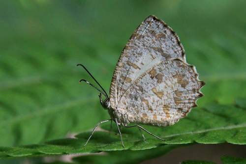 White Darkwing (Allotinus fallax) · iNaturalist