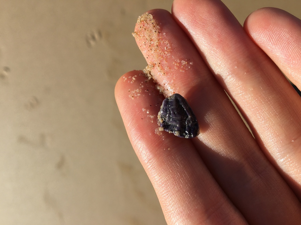 Austrobalanus imperator from North Haven NSW 2443, Australia on January ...