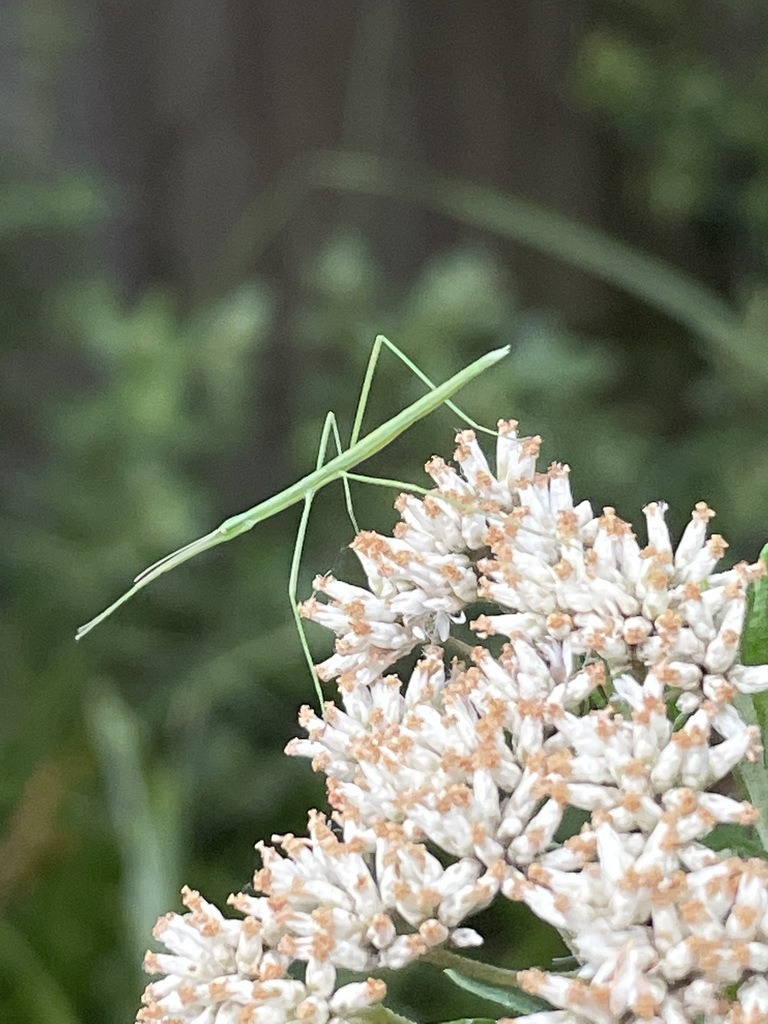 Sydney Stick Insect from Melbourne VIC, Australia on January 13, 2021 ...