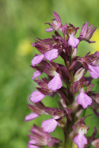 Section Papilionaceae · iNaturalist