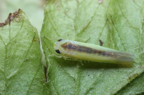 Alebroides hachijonis · iNaturalist