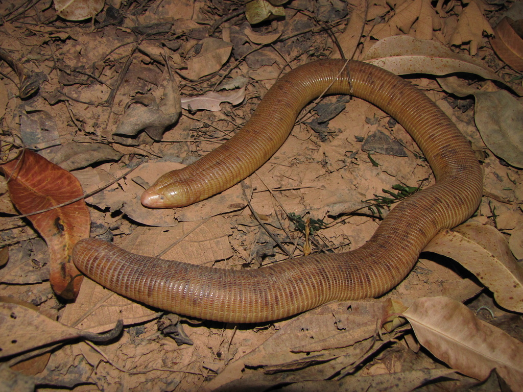 Red Worm Lizard from Mariana - MG, 35420-000, Brasil on January 25 ...