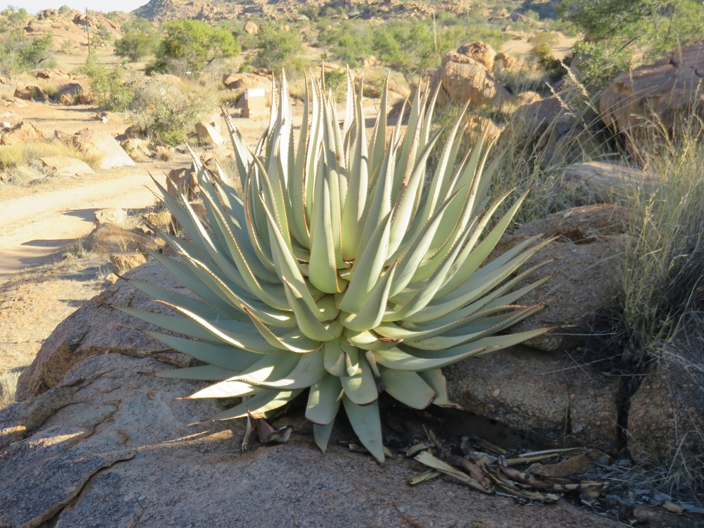 Aloe viridiflora from Namibgrens Guestfarm on May 23, 2015 at 11:27 PM ...